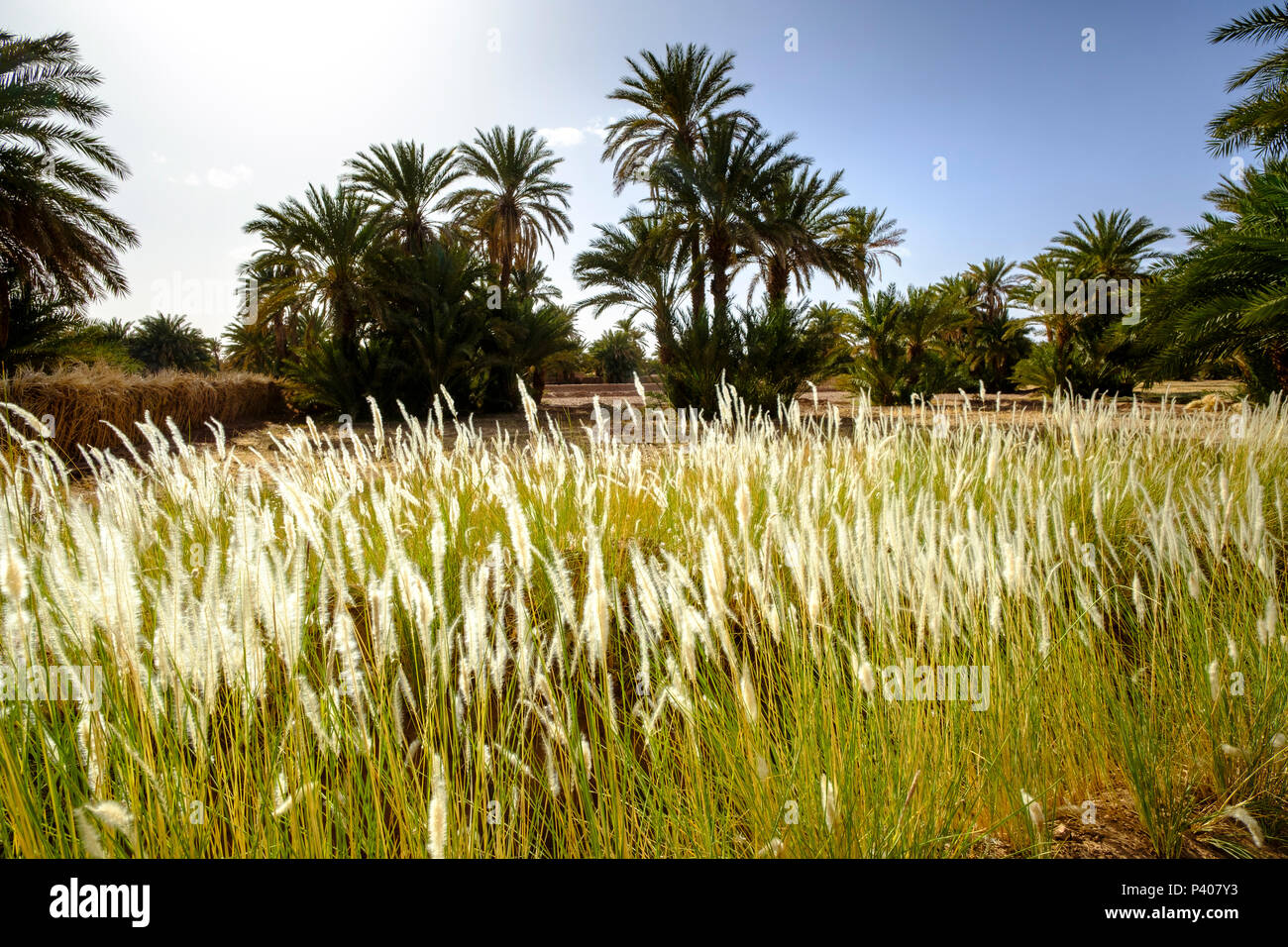 Crops growing in a small oasis near Mhamid in southern Morocco Stock ...