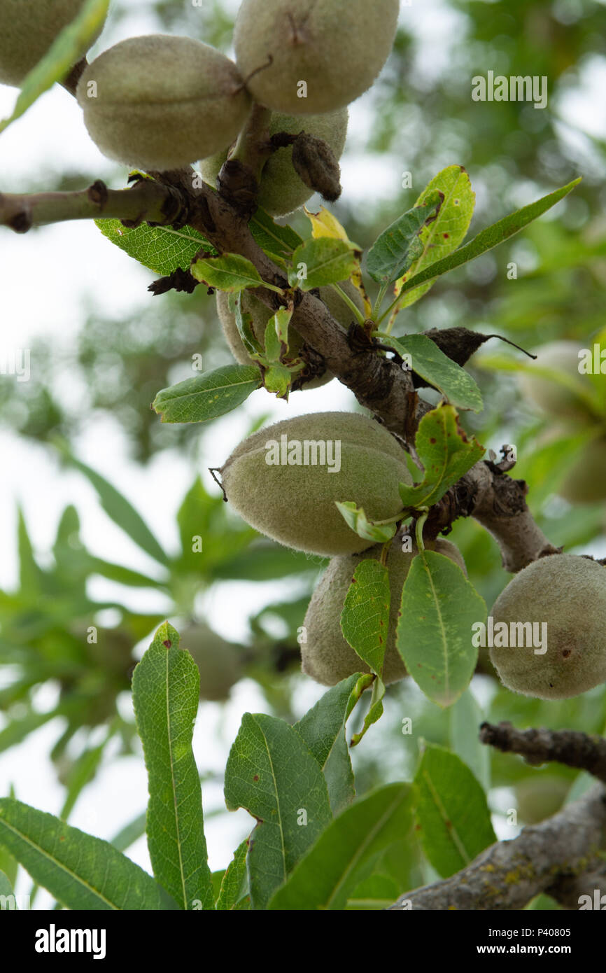 Almonds Growing