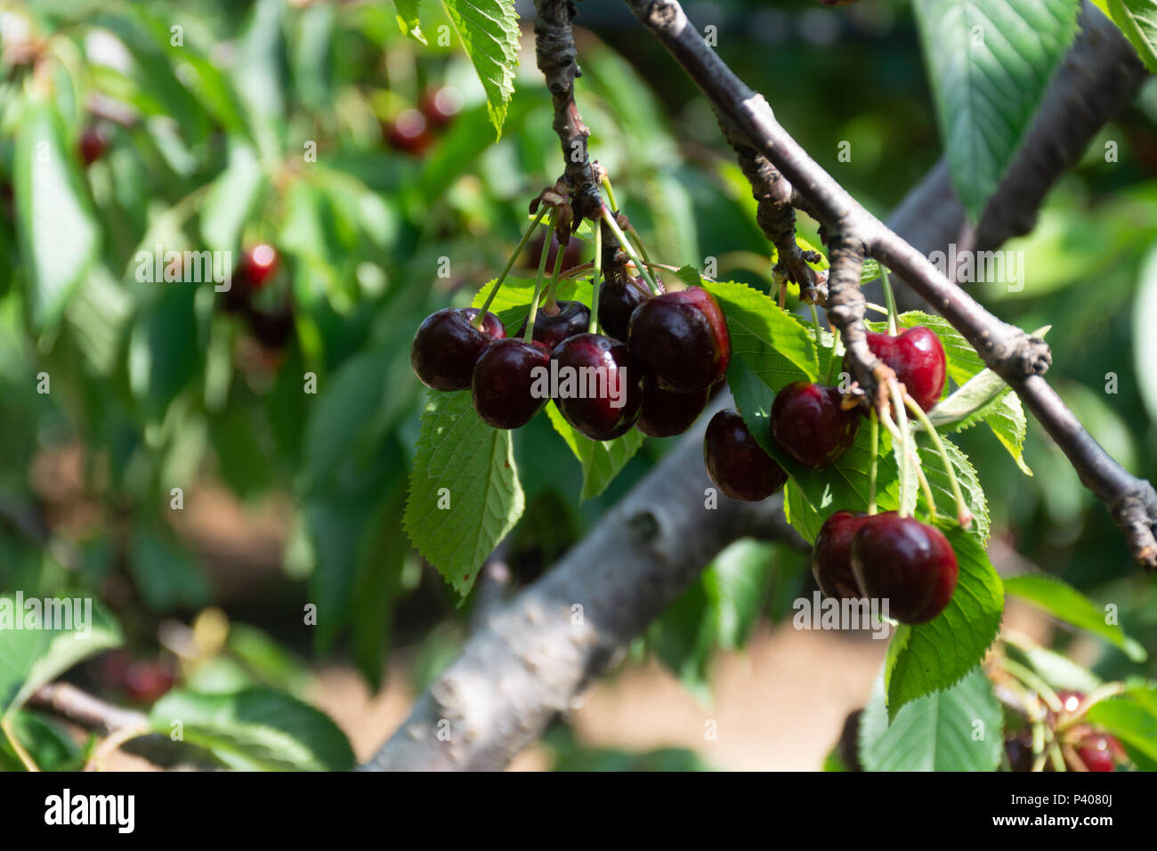 Cherry tree orchard with fresh ripe cherries fruits near cipy Turi ...
