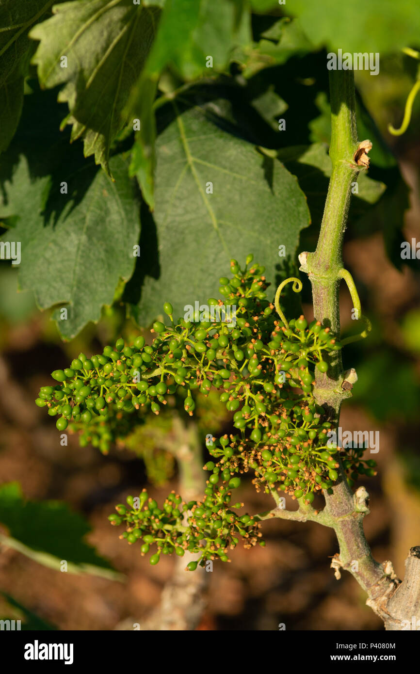Primitivo manduria hi-res stock photography and images - Alamy