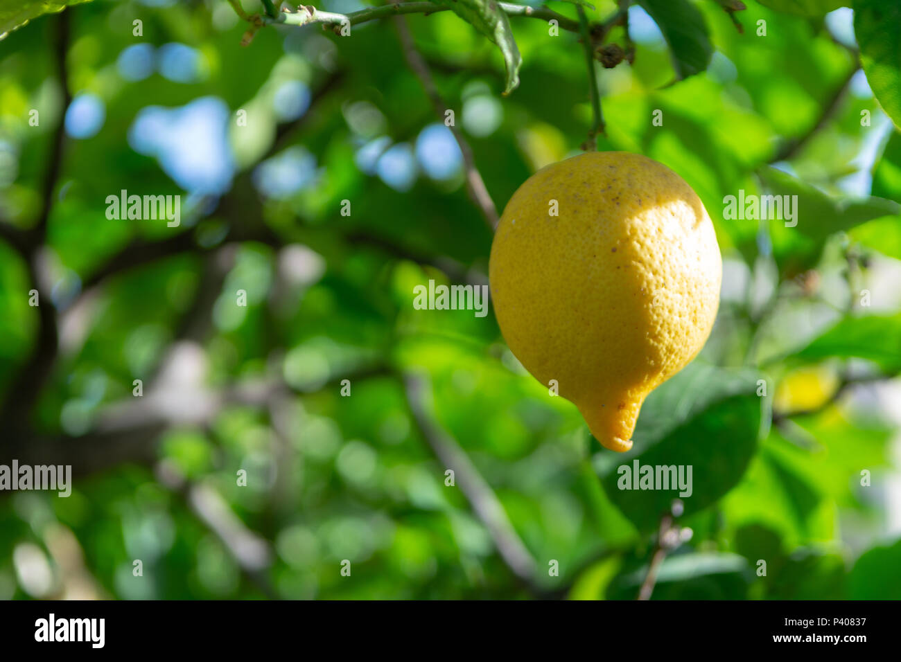 Ripe big yellow lemon citrus tropical fruit hanging on lemon tree Stock ...