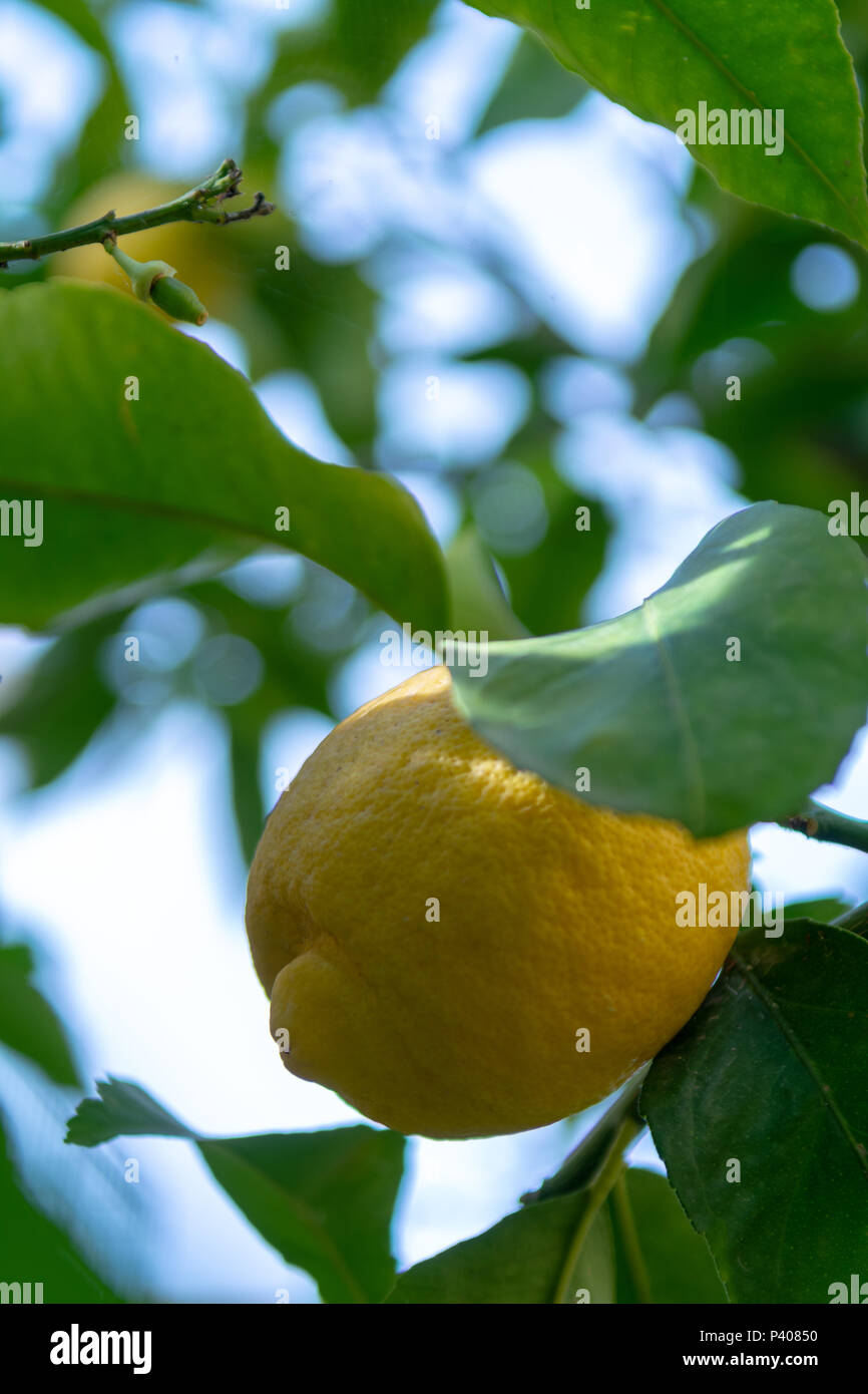 Ripe big yellow lemon citrus tropical fruit hanging on lemon tree Stock ...