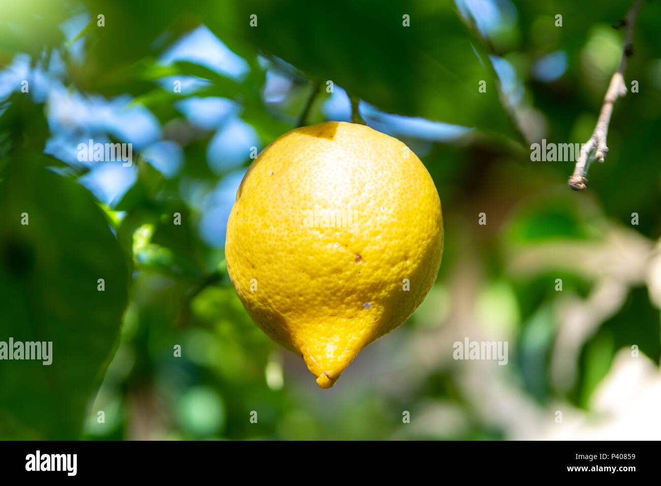 Ripe big yellow lemon citrus tropical fruit hanging on lemon tree Stock ...