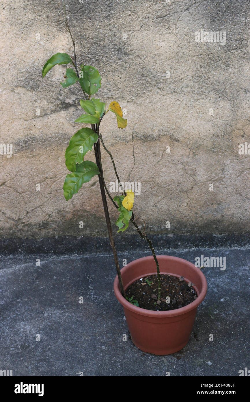 Muda de maracujá Stock Photo - Alamy