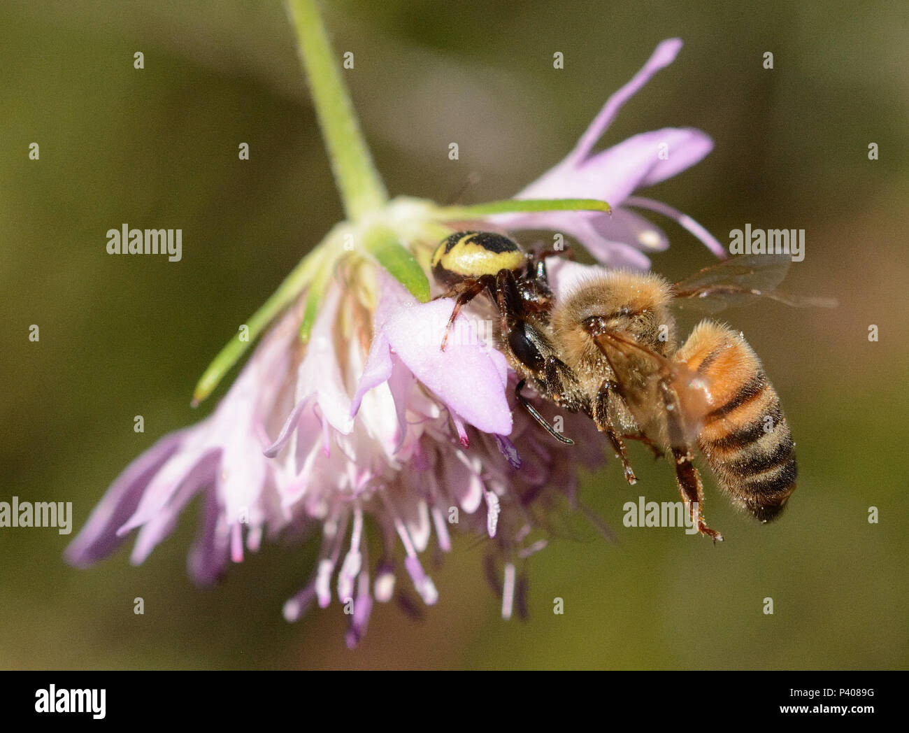 Hunting scene in the grass. Predatory spider, of the species Synema ...