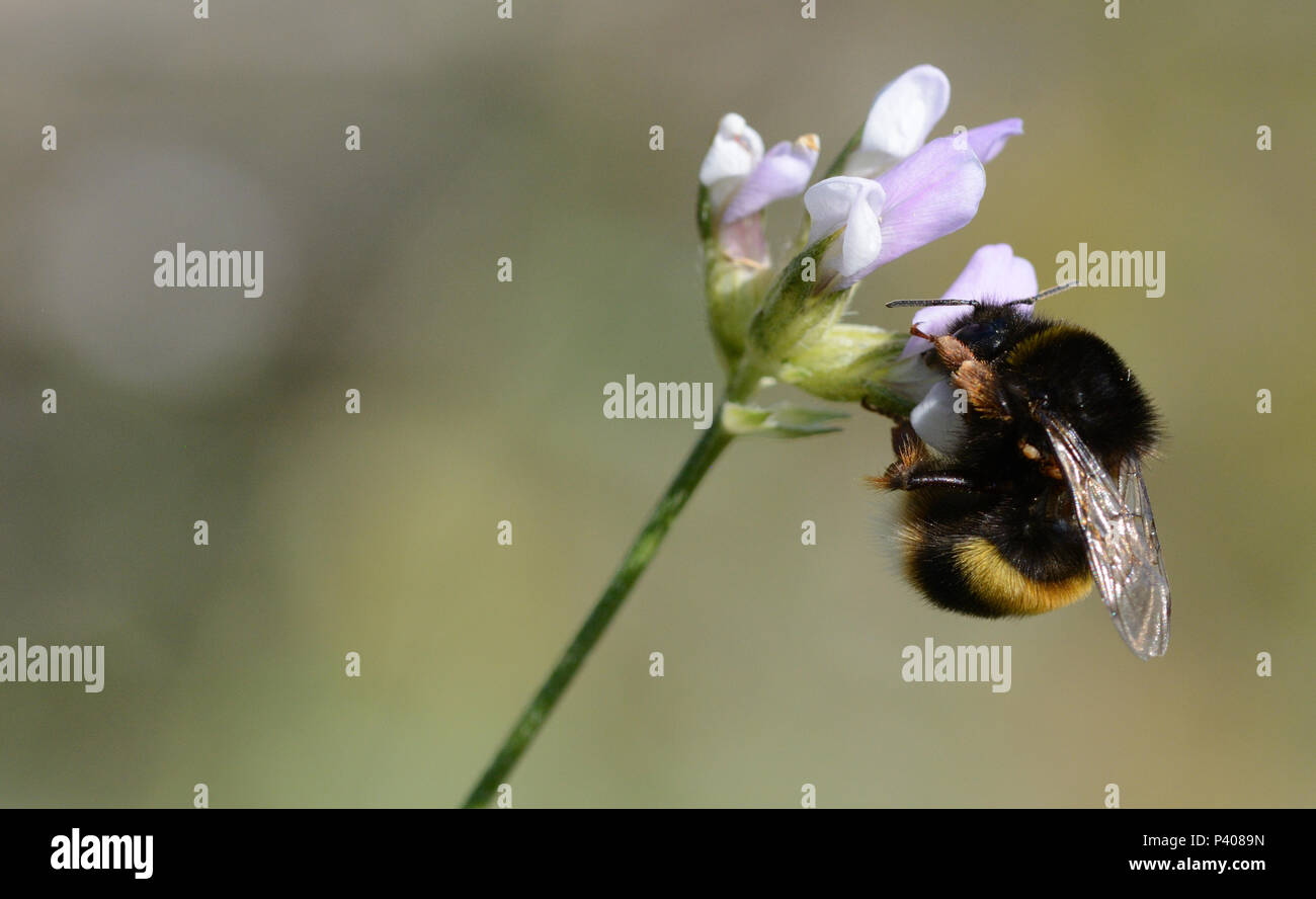 Spring insects hi-res stock photography and images - Alamy