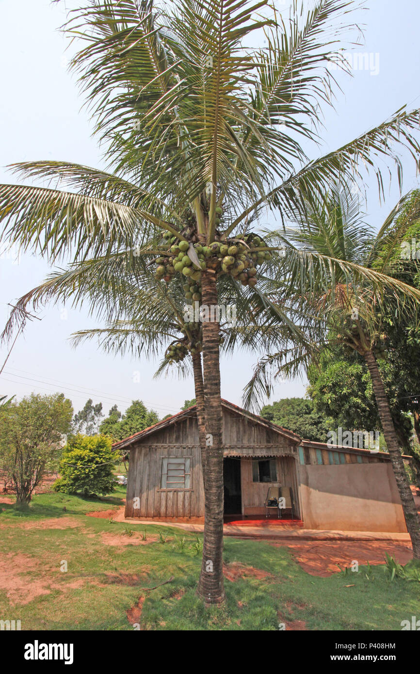 Pé de coco gigante, próximo a residência de madeira em prorpiedade ...