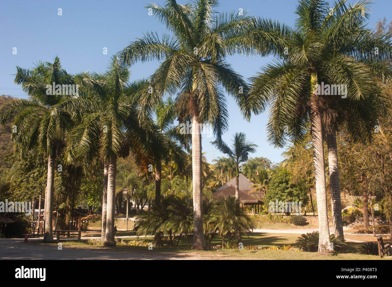 Coqueiro Gigante no Rio de Janeiro, RJ Stock Photo - Alamy
