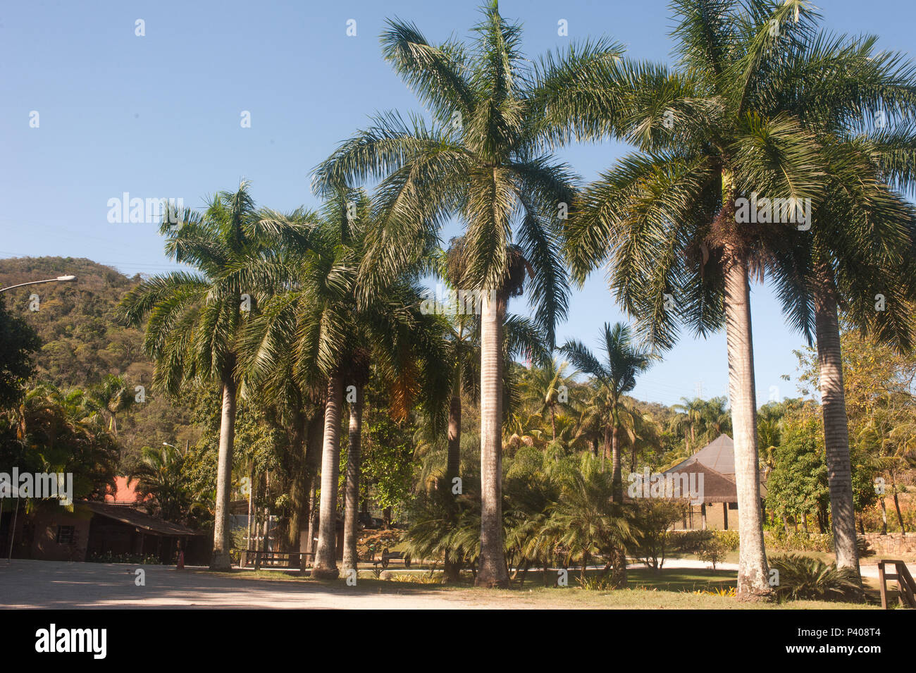 Coqueiro Gigante no Rio de Janeiro, RJ Stock Photo - Alamy