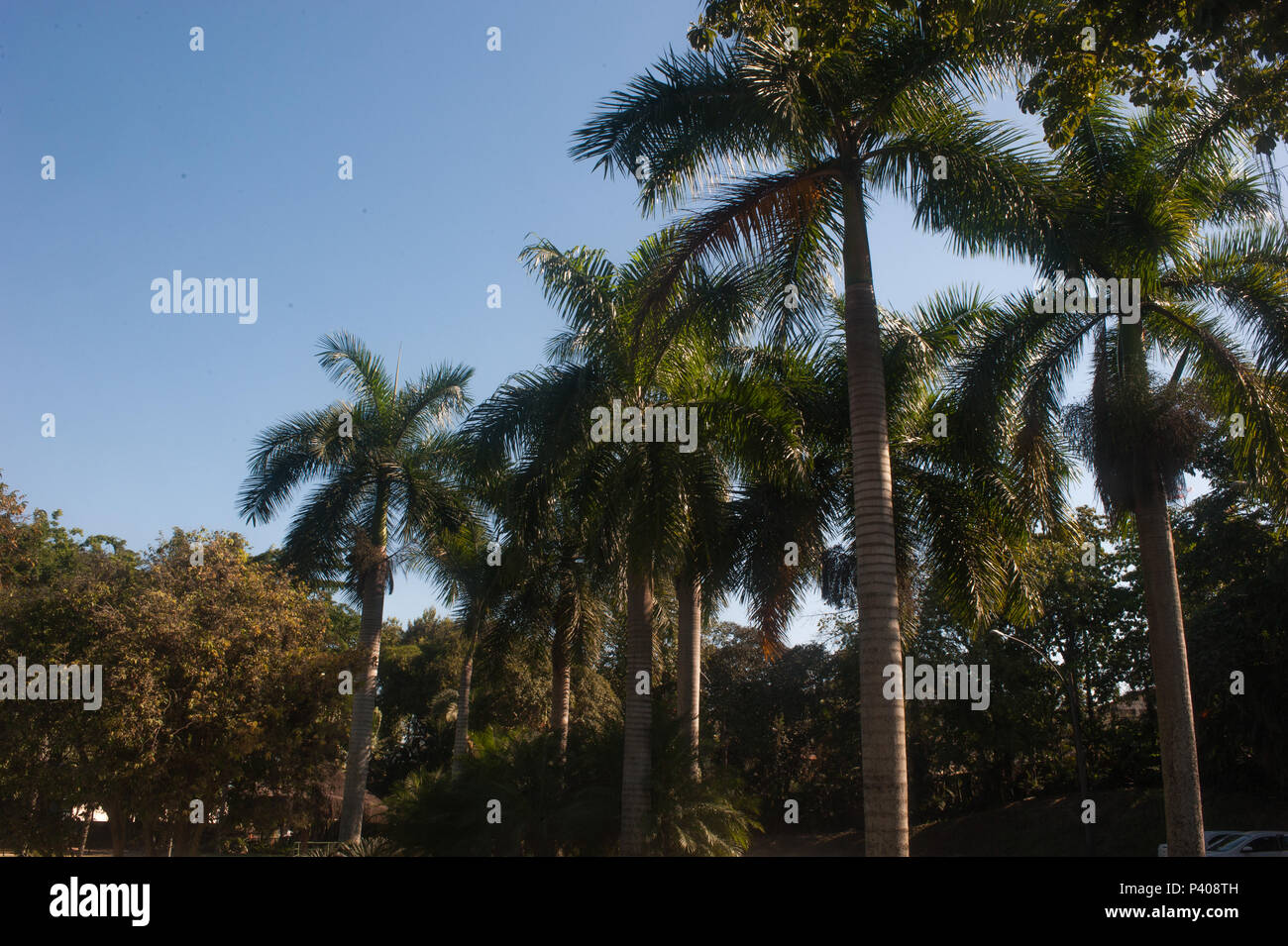 Coqueiro Gigante no Rio de Janeiro, RJ Stock Photo - Alamy