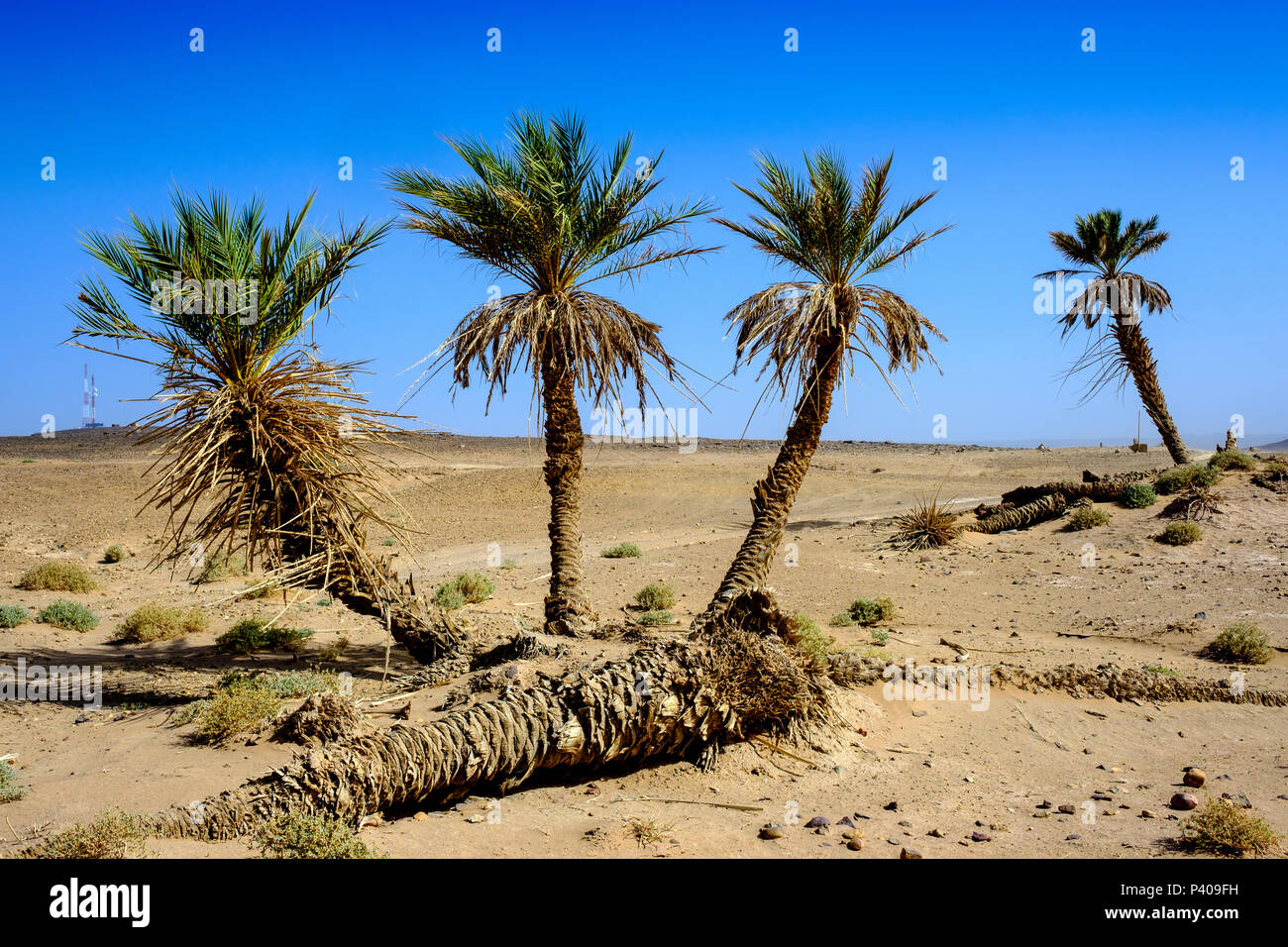 Sahara Desert Plants List