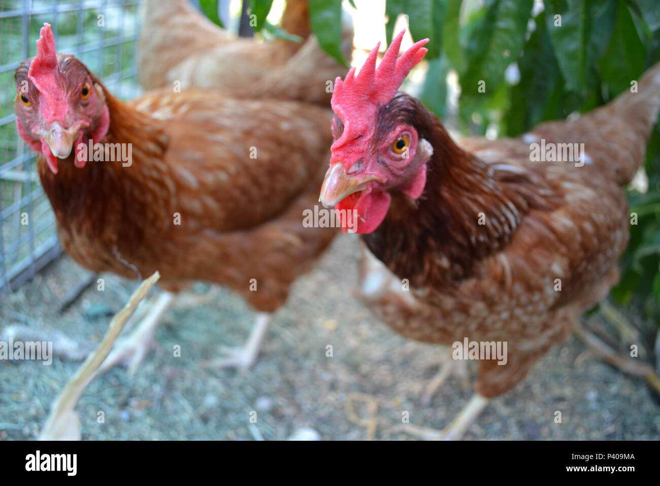 Two brown chickens foraging hi-res stock photography and images - Alamy