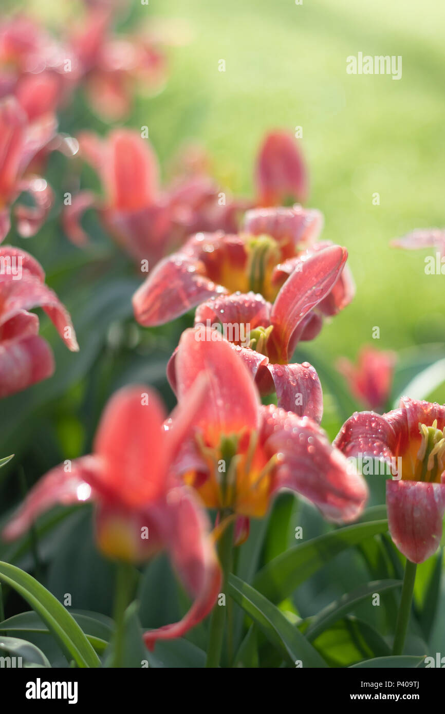 The beautiful garden with various type of tulips and various vibrant ...