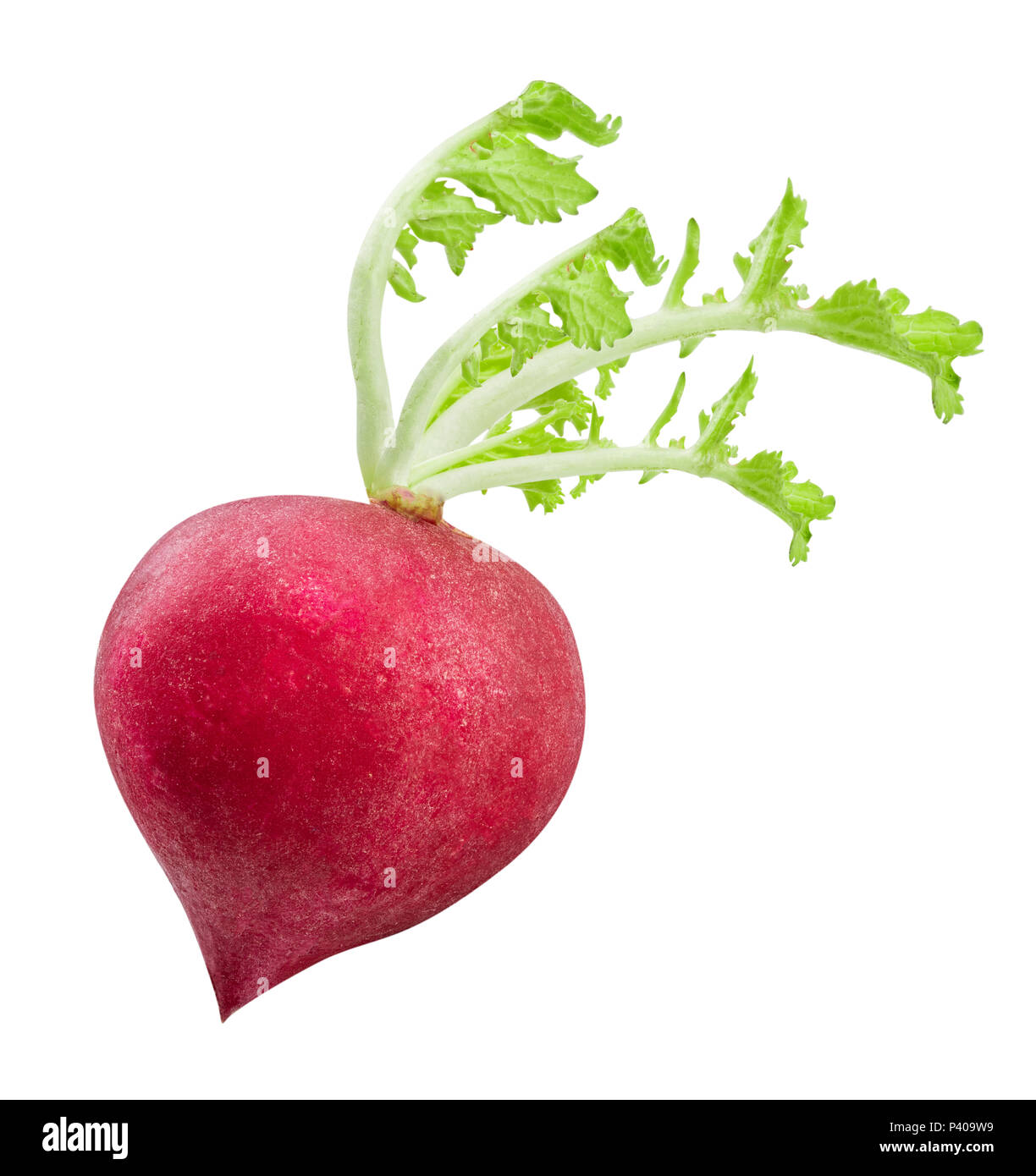 Red radish isolated on white background Stock Photo - Alamy