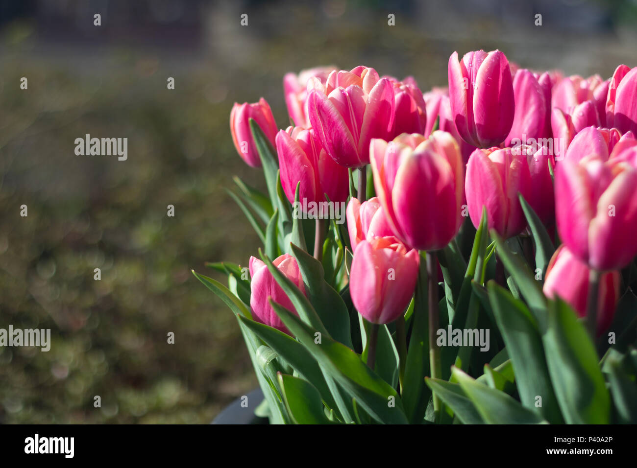 The beautiful garden with various type of tulips and various vibrant ...