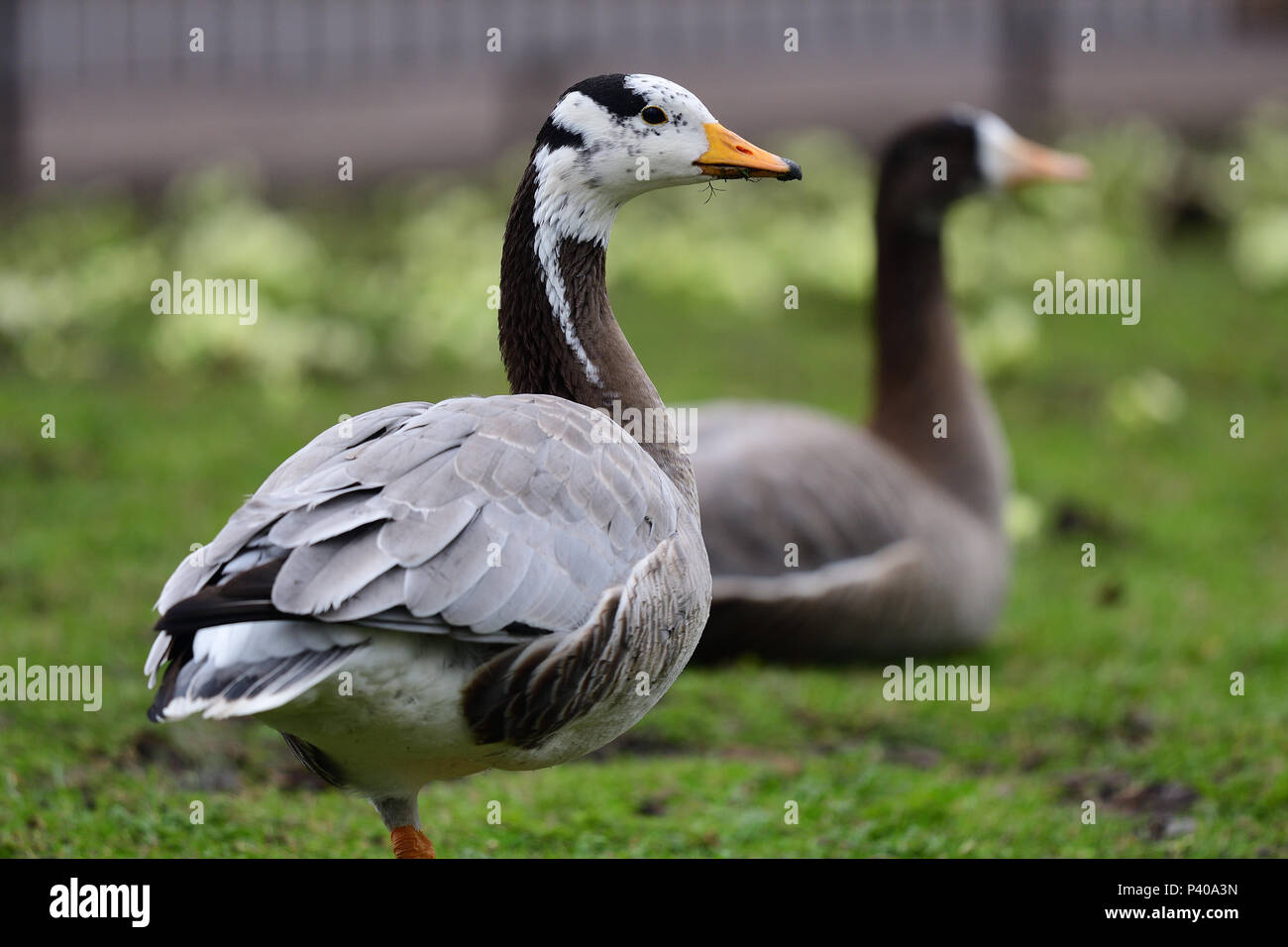 Side view of bar headed geese in the park Stock Photo - Alamy