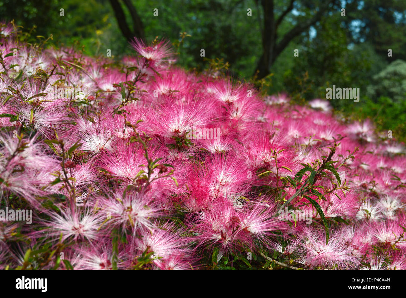 Planta de calliandra hi-res stock photography and images - Alamy