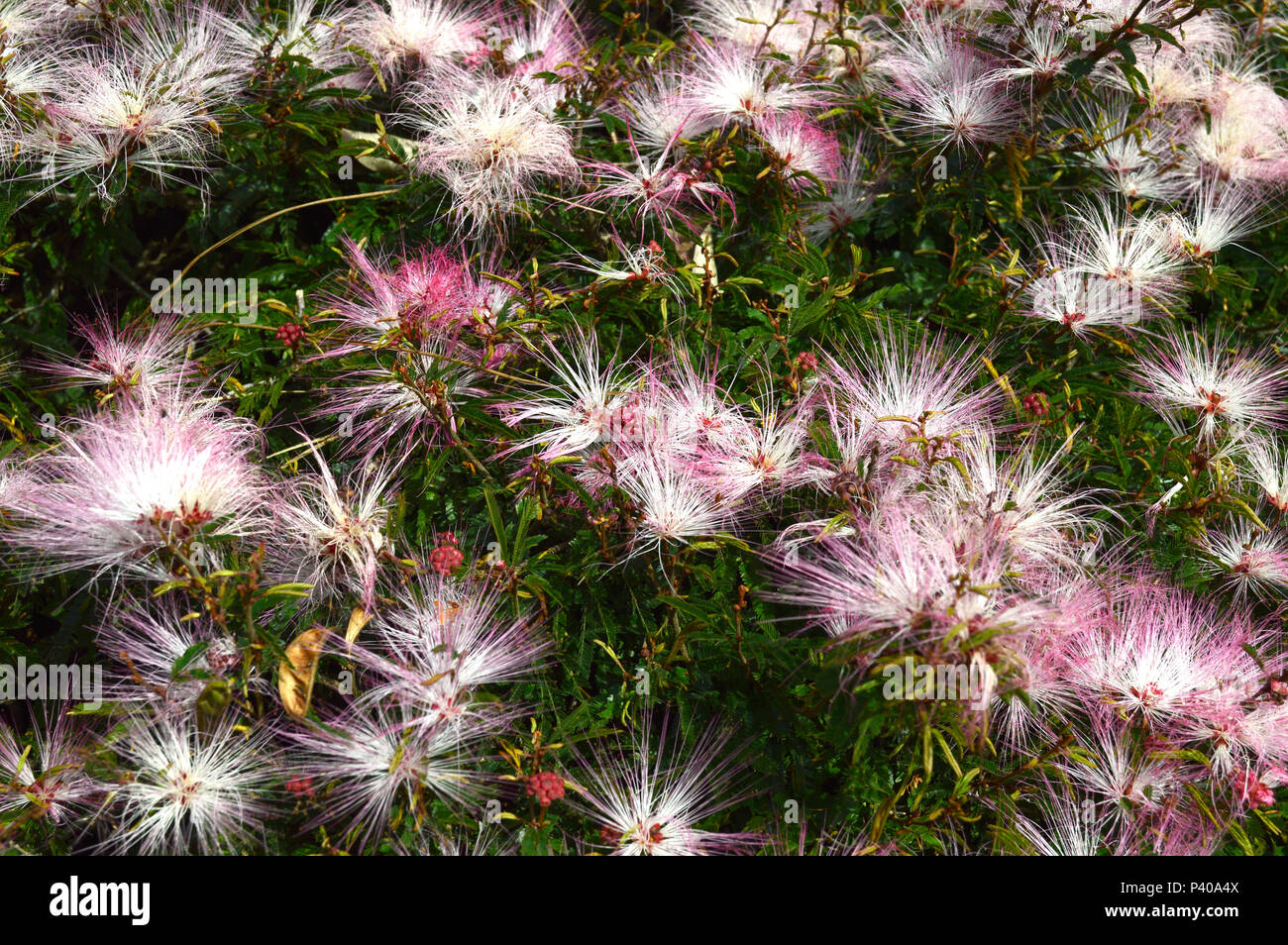 Planta de calliandra hi-res stock photography and images - Alamy