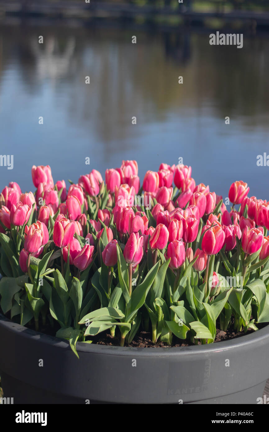 The beautiful garden with various type of tulips and various vibrant ...