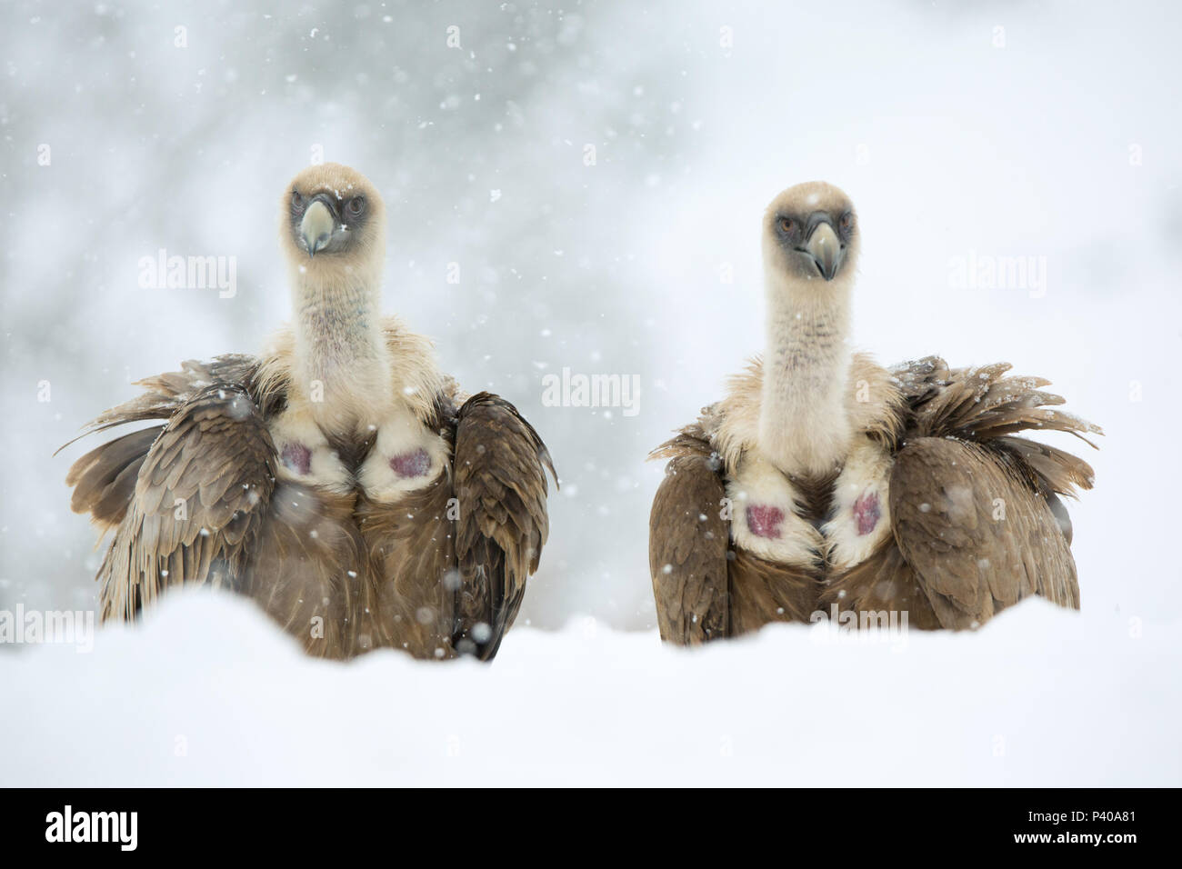 Vultures in the snow. Wildlife Stock Photo - Alamy