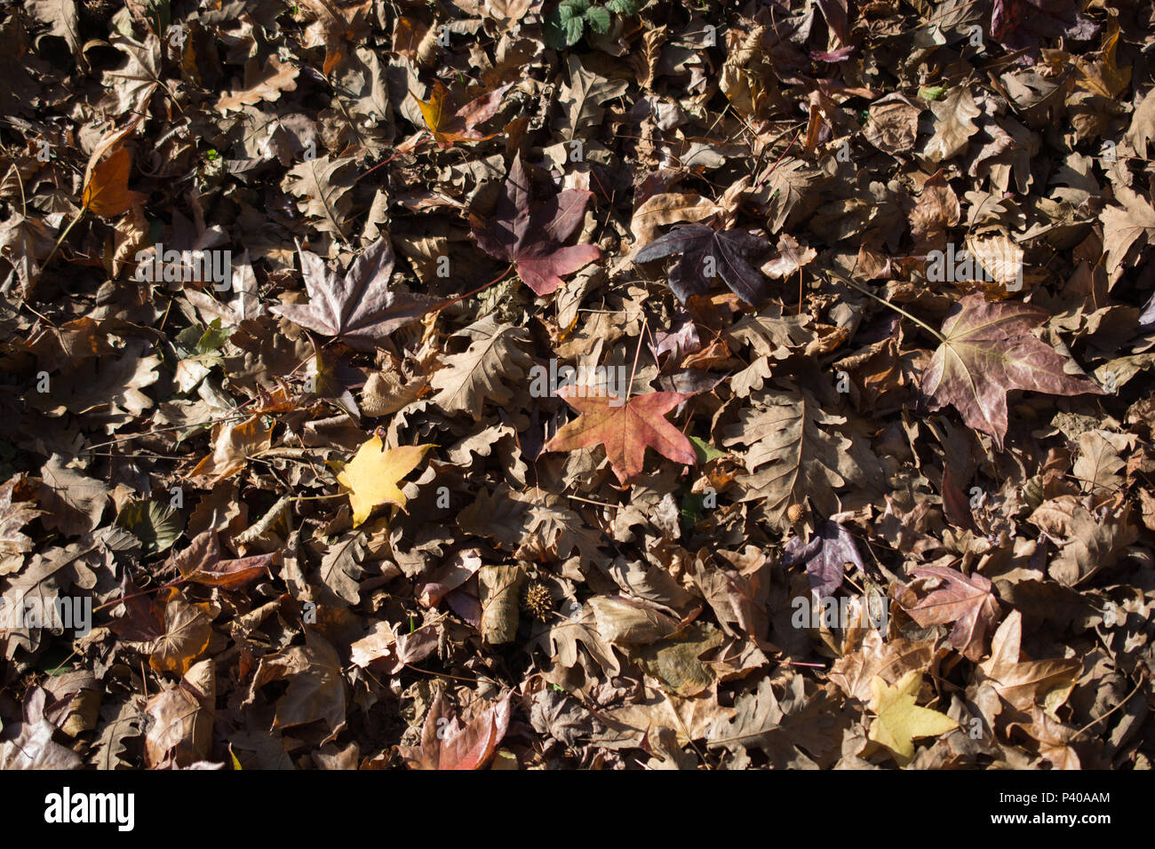 Texture background of autumn season with leaves Stock Photo - Alamy