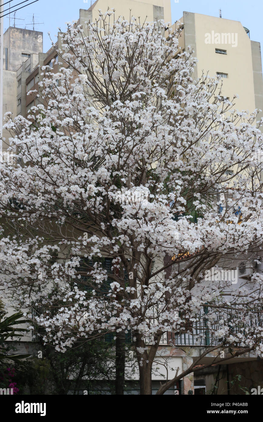 Ipê-branco (Tabebuia roseoalba) é uma árvore brasileira, descrita ...