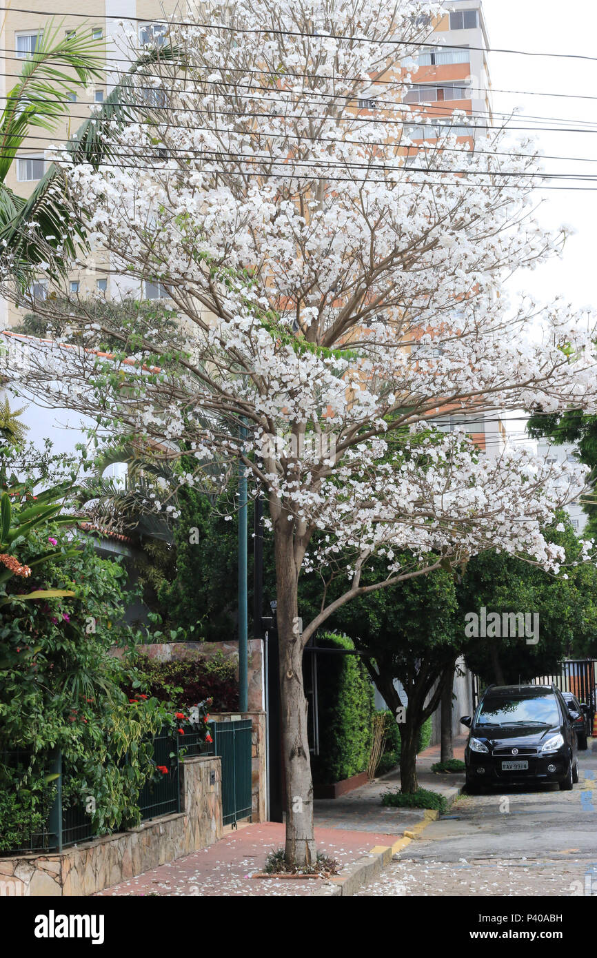 Ipê-branco (Tabebuia roseoalba) é uma árvore brasileira, descrita ...