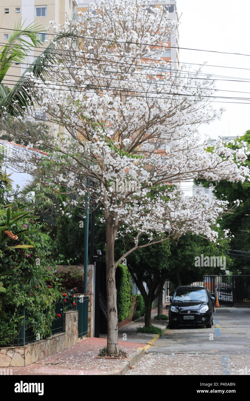 Ipê-branco (Tabebuia roseoalba) é uma árvore brasileira, descrita ...