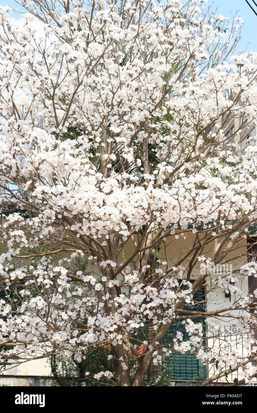Ipê-branco (Tabebuia roseoalba) é uma árvore brasileira, descrita ...