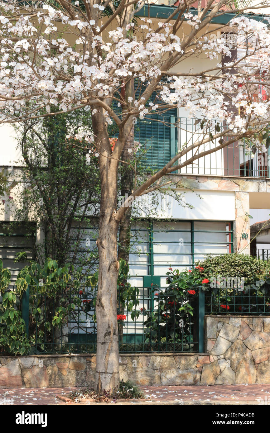 Ipê-branco (Tabebuia roseoalba) é uma árvore brasileira, descrita ...