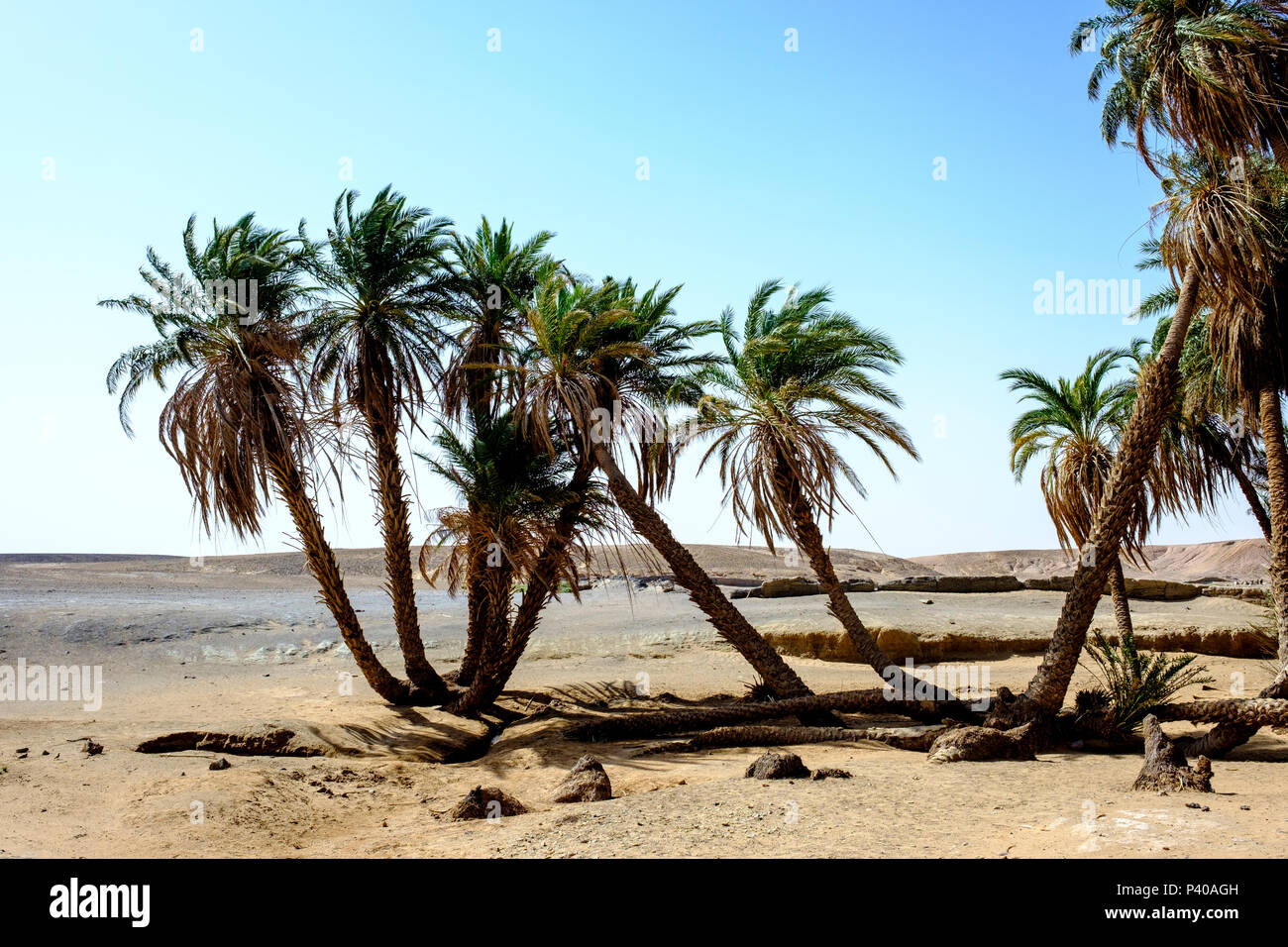 L'oasis Sacrée, a small oasis in the Moroccan Sahara Desert Stock Photo ...