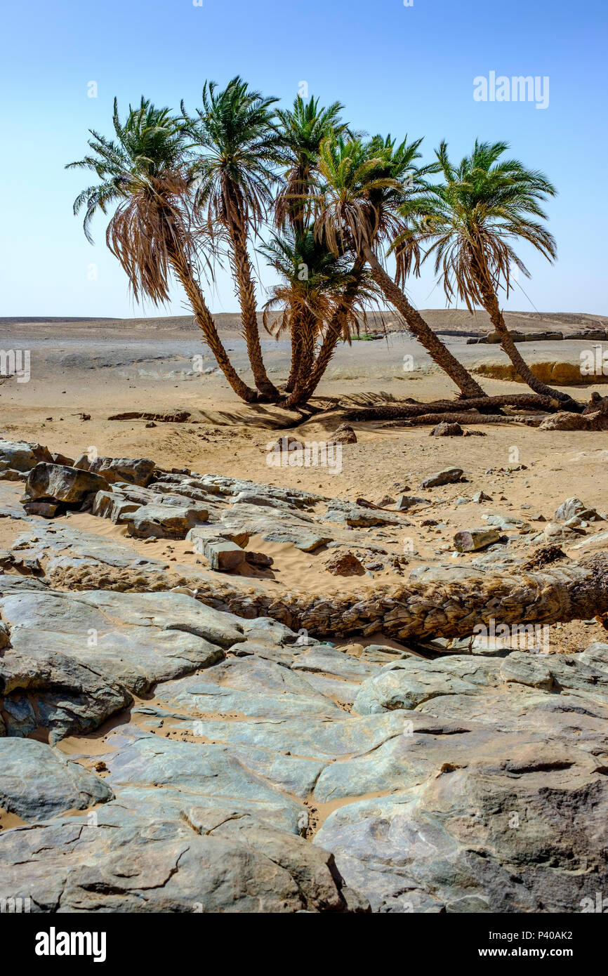 Vegetation In Sahara Desert Stock Photos & Vegetation In Sahara Desert ...