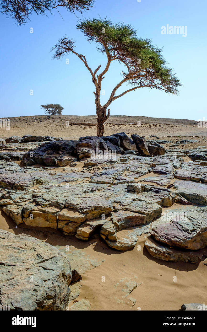 Vegetation in sahara desert hi-res stock photography and images - Alamy
