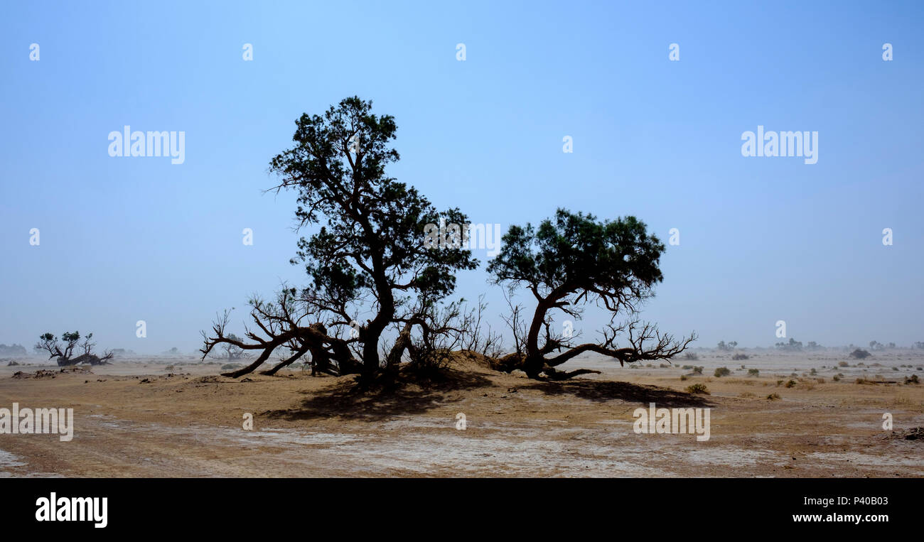 Dust of sahara hi-res stock photography and images - Alamy