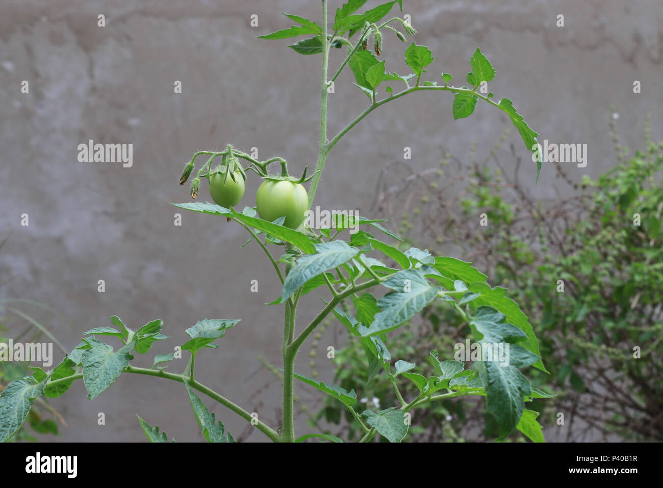 Tomate verde hi-res stock photography and images - Alamy