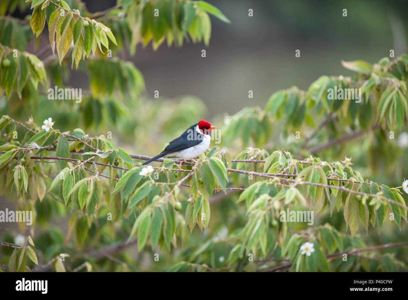 Yellow-billed Cardinal (Paroaria capitata) on a branch Stock Photo - Alamy