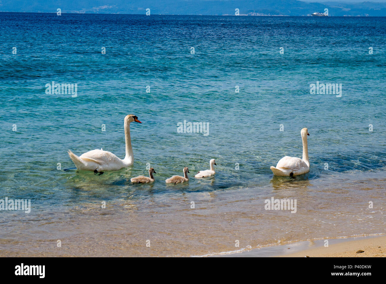 Swan on greek beach hi-res stock photography and images - Alamy