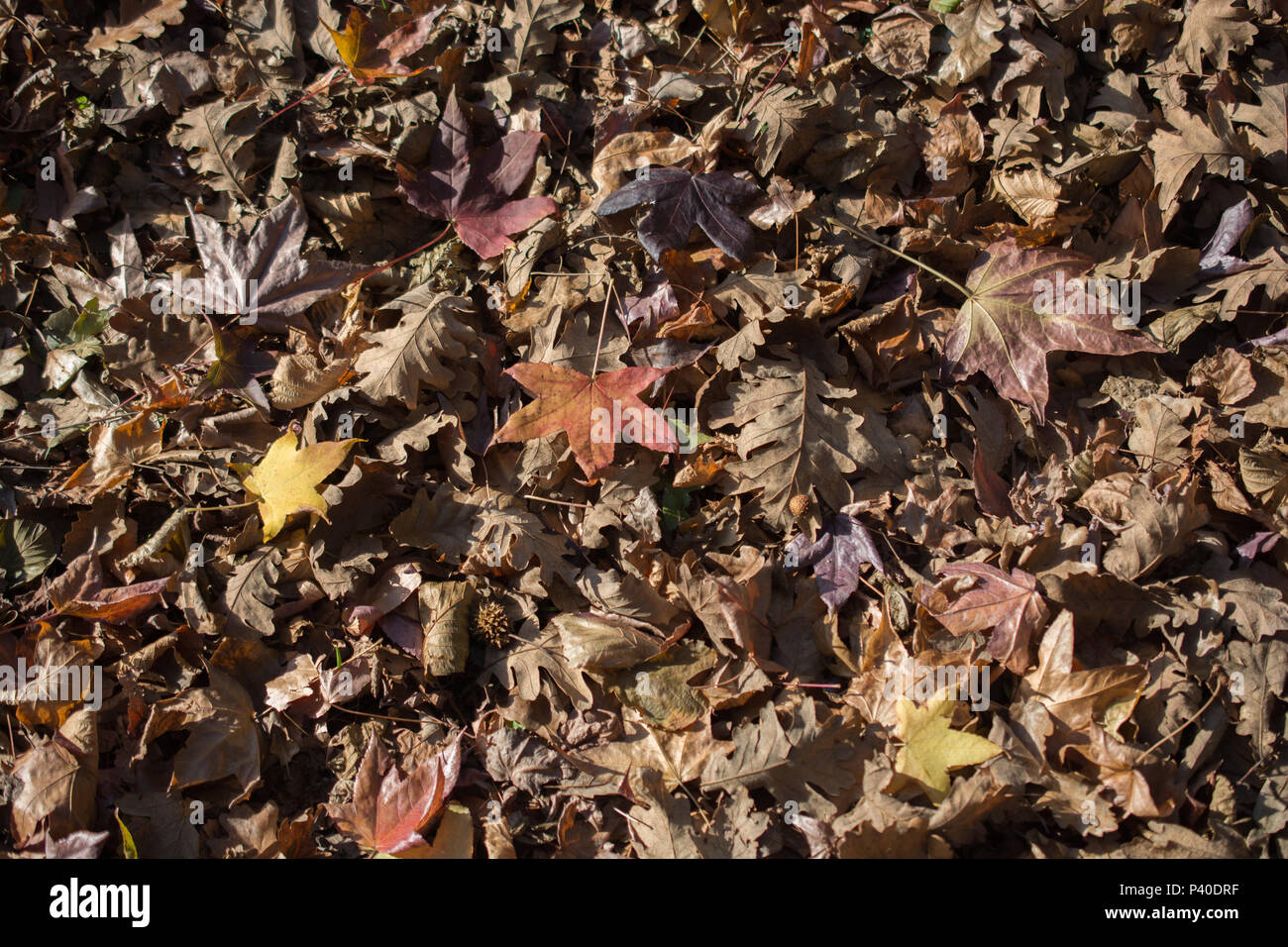 Texture background of autumn season with leaves Stock Photo - Alamy