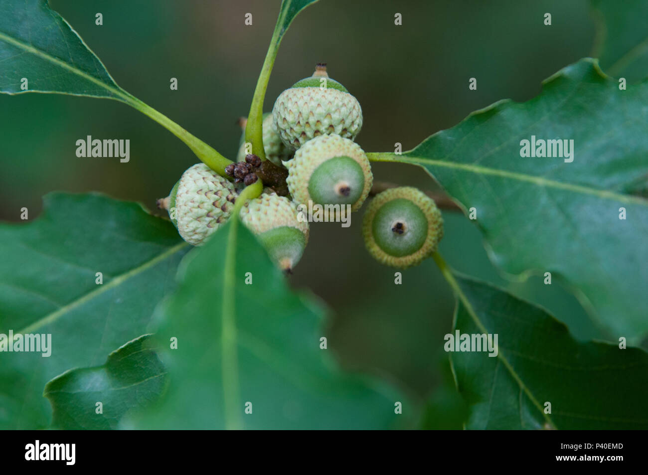 Acorns oak tree hi-res stock photography and images - Alamy