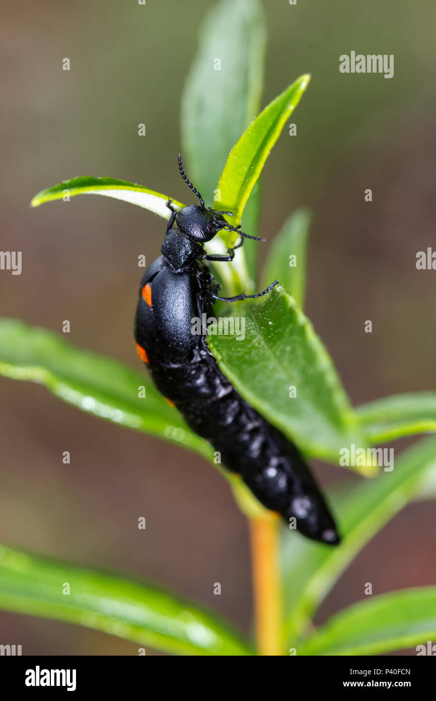 Majali hi-res stock photography and images - Alamy