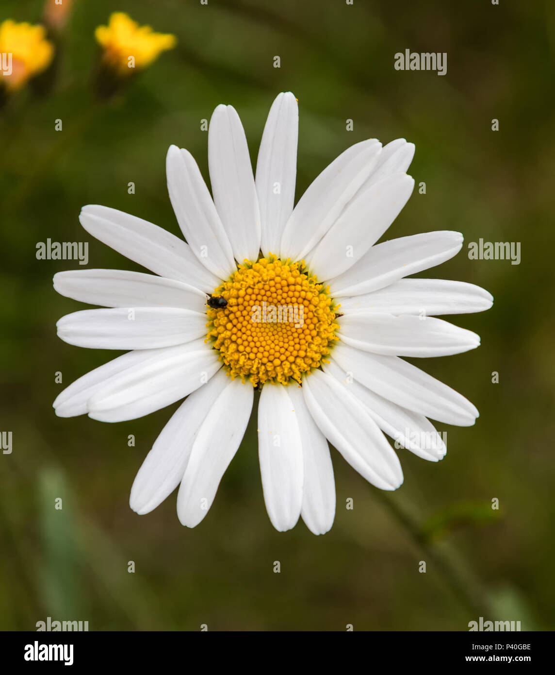 Common Daisy - Bellis perennis is a common European species of daisy ...