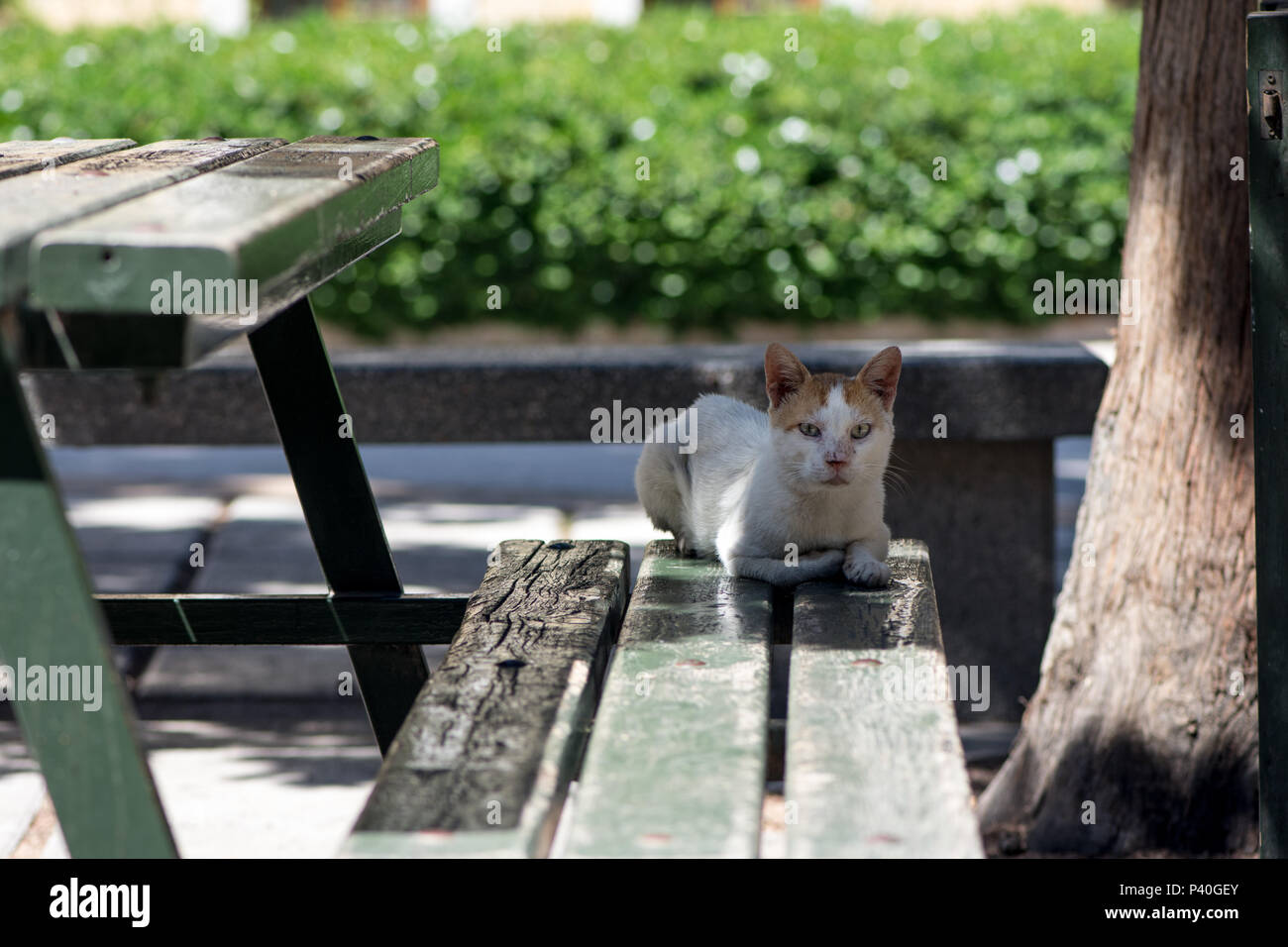 Cats of lebanon hi-res stock photography and images - Alamy