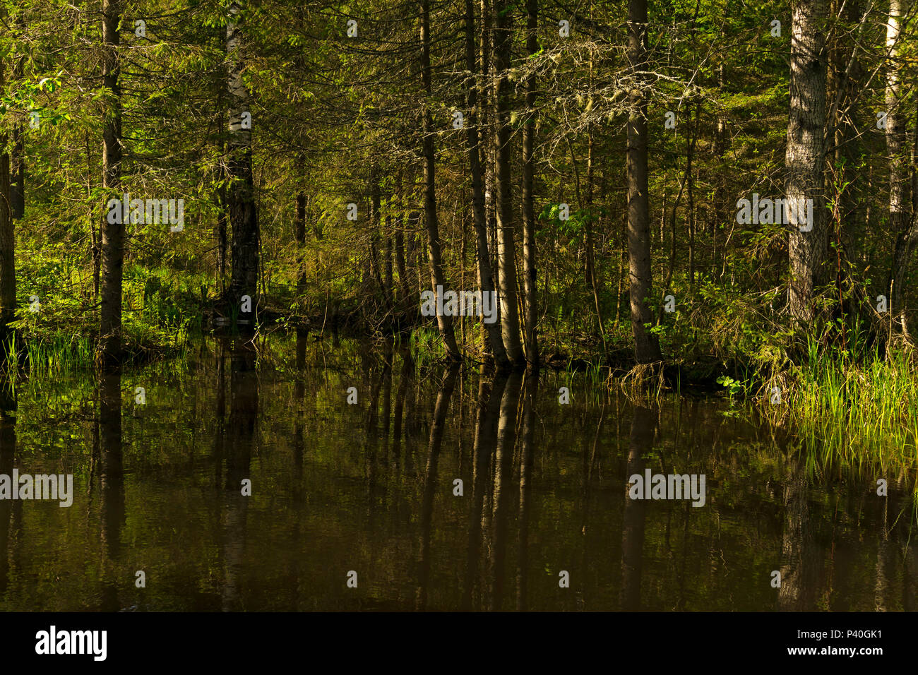 small shady forest lake with reflections of surrounding trees Stock ...