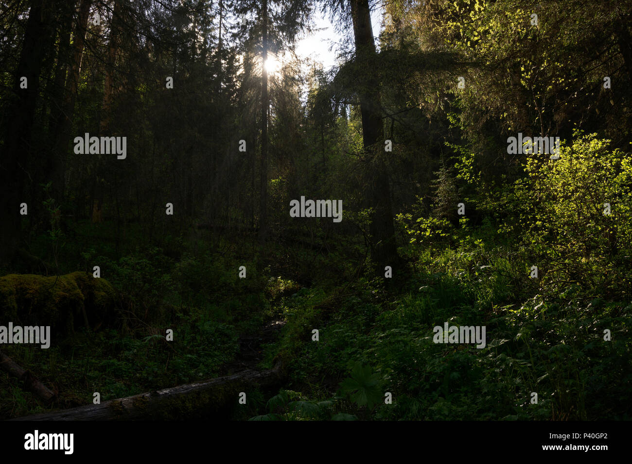 shady thicket of a mixed forest with a dense undergrowth with the rays ...