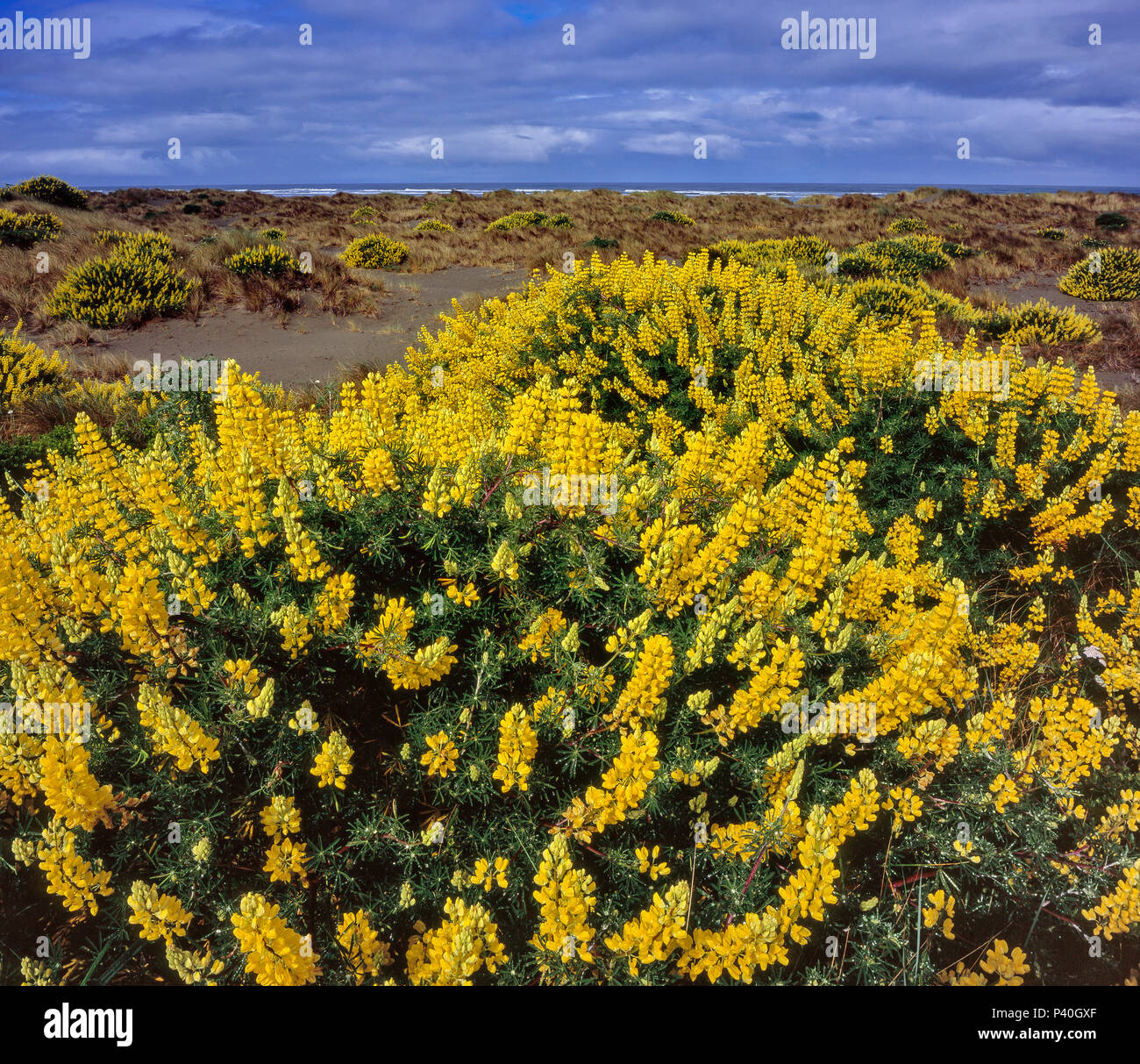 Lupinus Arboreus Yellow Bush Lupine