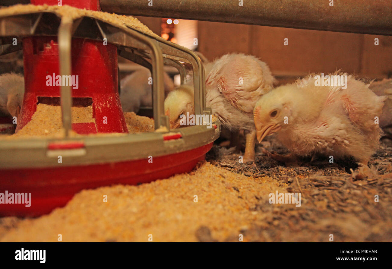 Avicultor hi-res stock photography and images - Alamy