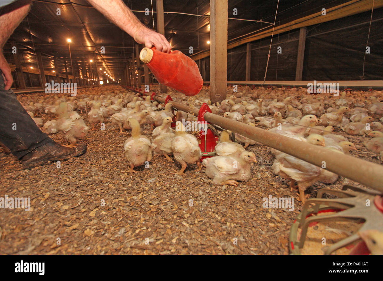 Avicultor hi-res stock photography and images - Alamy