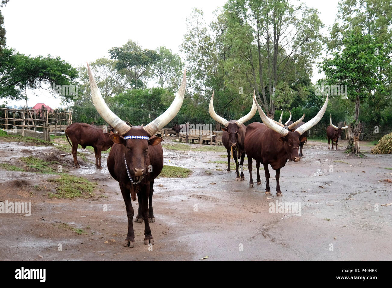 Rwanda, Nyanza, Palace of King Mutara III Rudahigwa (Rukari) , cows ...