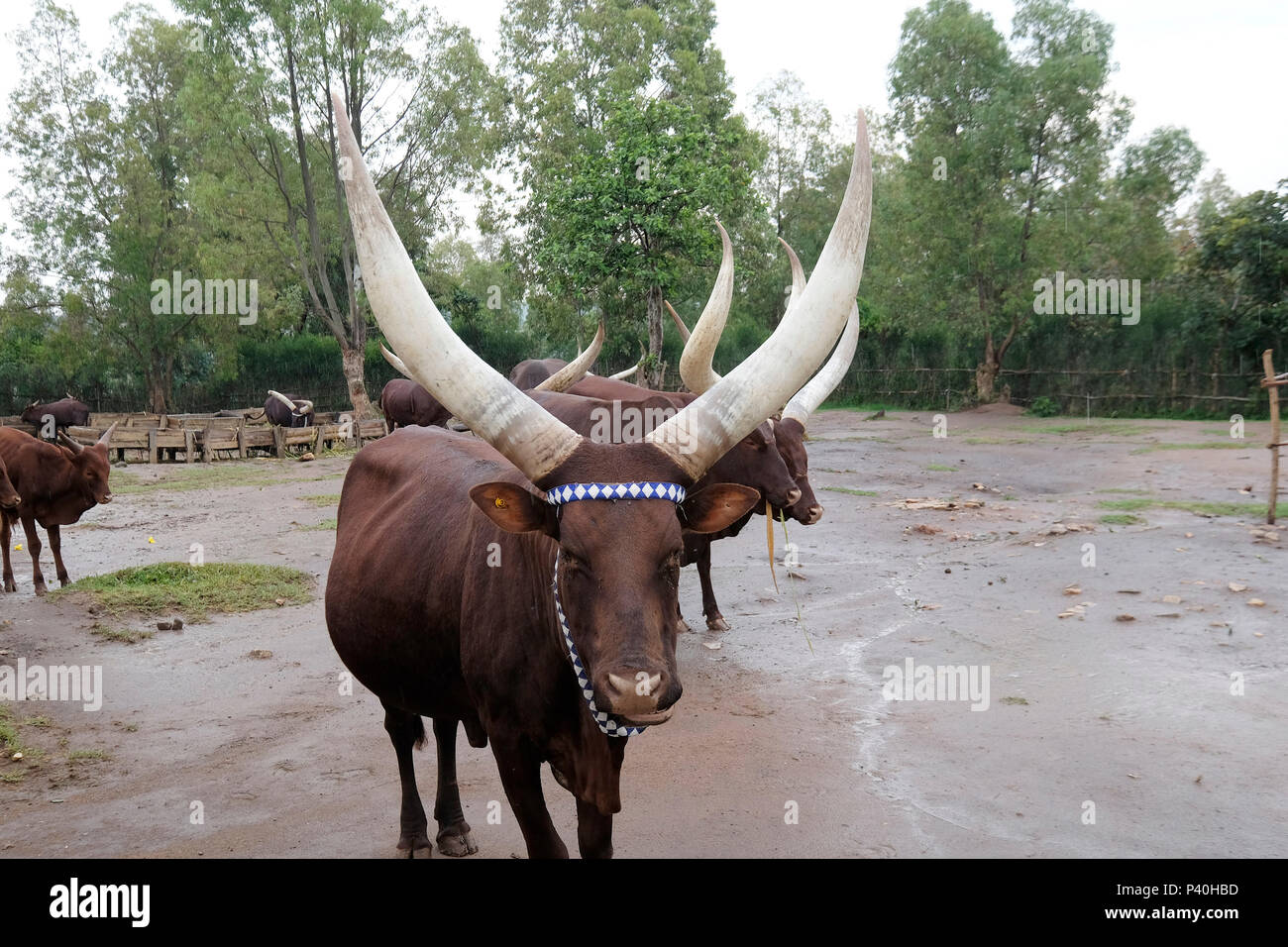 Rwanda, Nyanza, Palace of King Mutara III Rudahigwa (Rukari) , cows ...