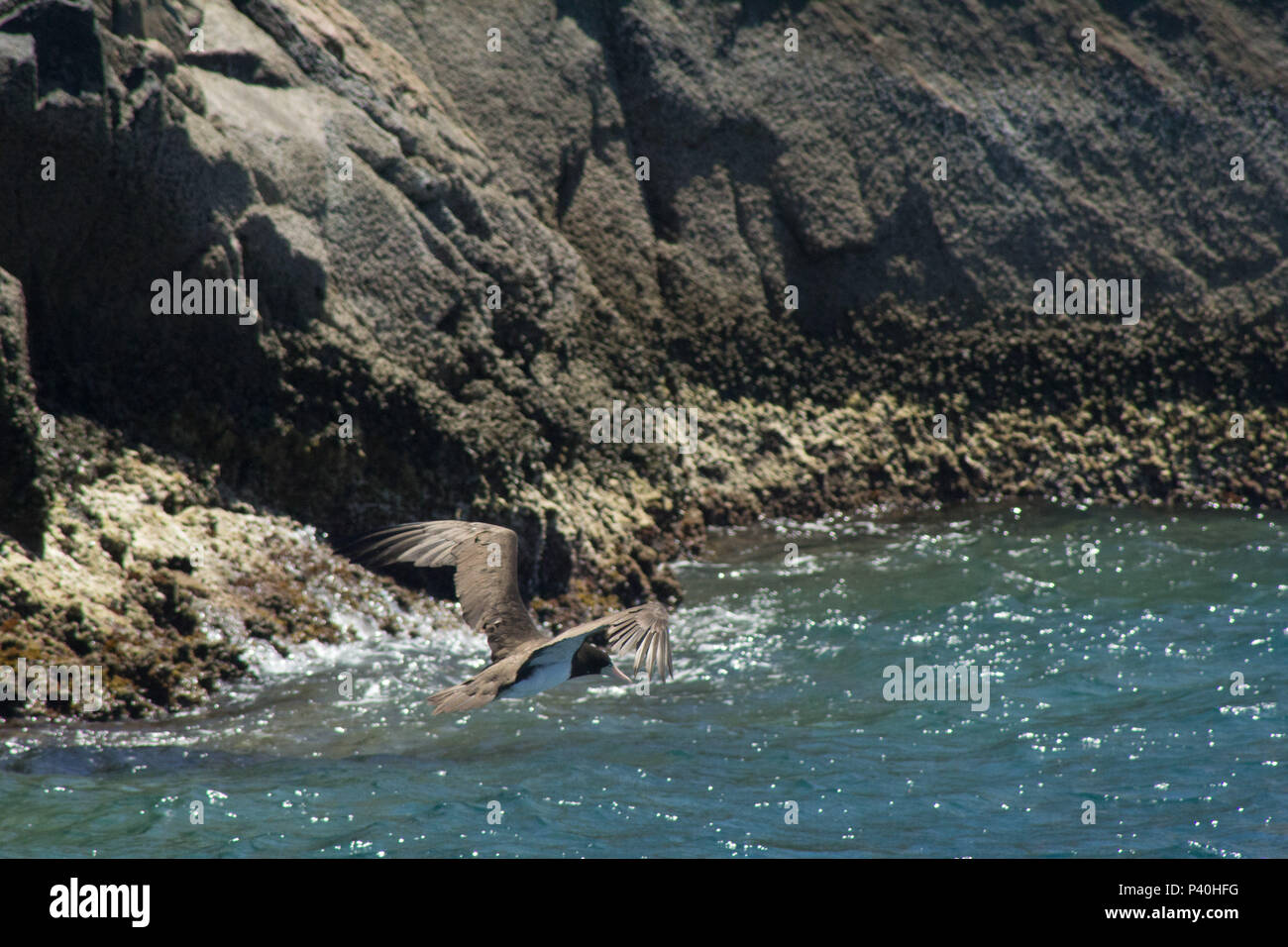 Aves pescando hi-res stock photography and images - Alamy